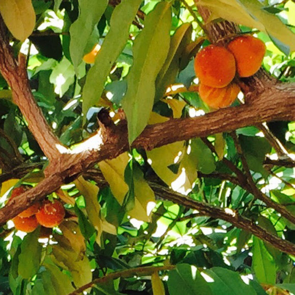 Hilot in Camiguin Island – Hilot Academy of Binabaylan